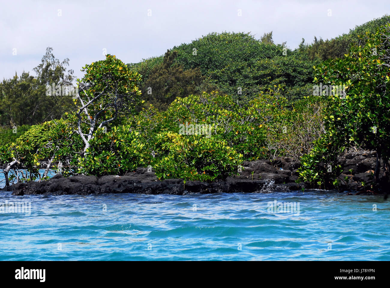 Mangrove tree sea ocean botany hi-res stock photography and images - Alamy