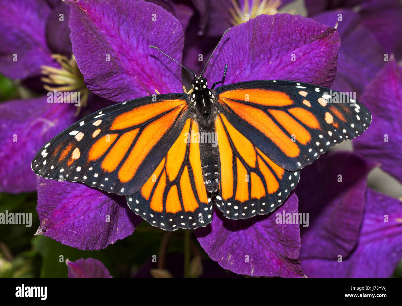 Female Monarch Butterfly