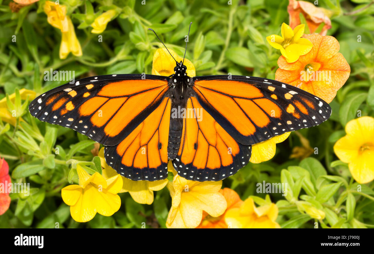 Monarch butterfly dorsal view hi-res stock photography and images - Alamy