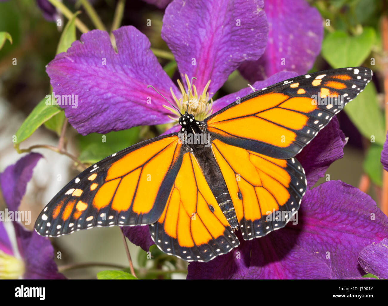 Male Monarch butterfly resting on a dark purple Clematis flower Stock ...
