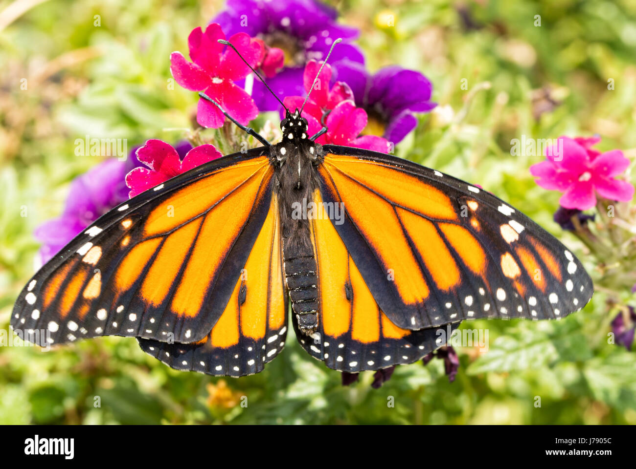 Male Monarch butterfly resting on a magenta Verbena flower, dorsal view ...