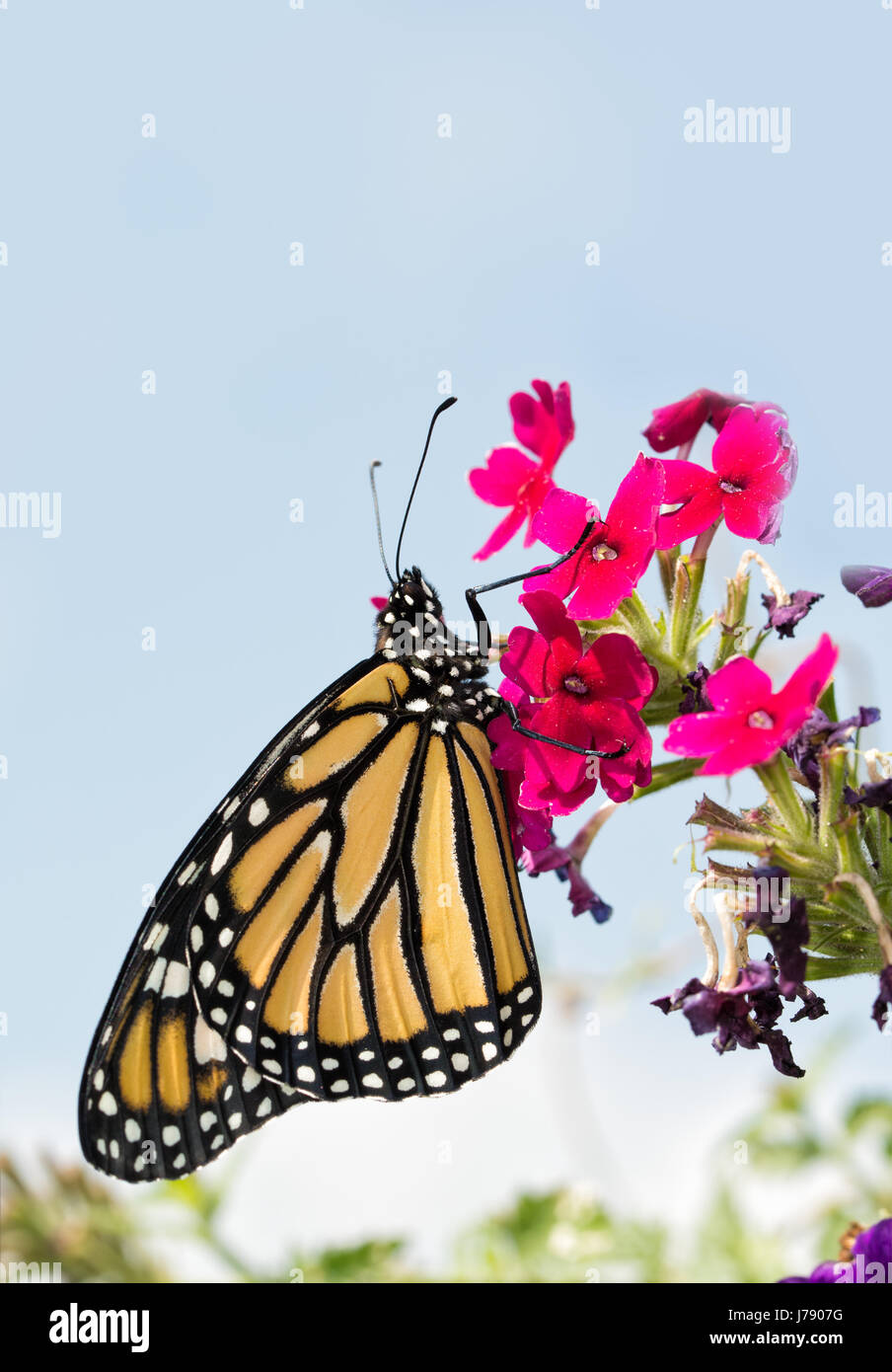 Monarch butterfly resting on magenta flowers, with light blue sky on ...
