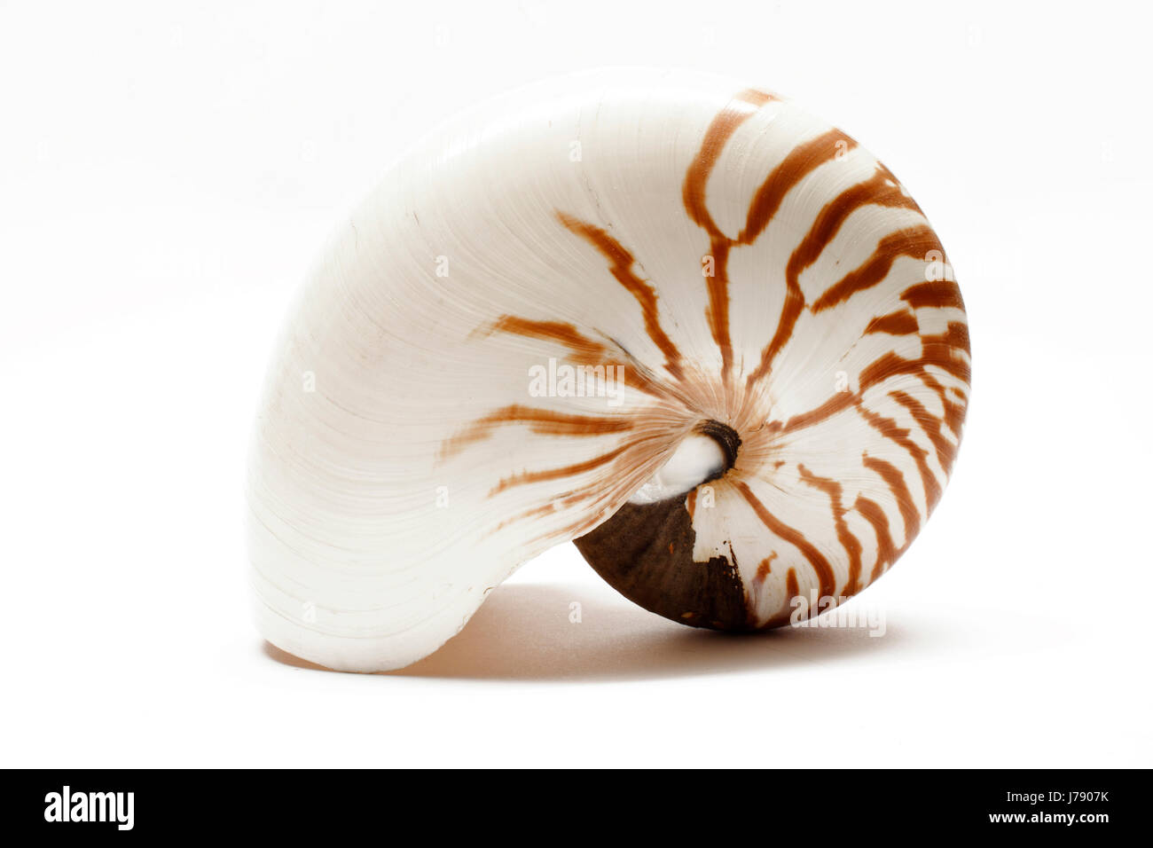 animal shell snail snail shell fossil salt water sea ocean water animal ...