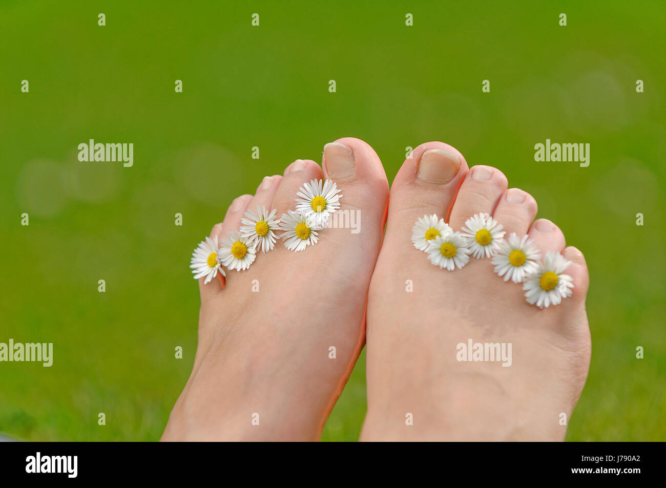 woman legs summer summerly lie lying lies feet toes meadow flower plant ...