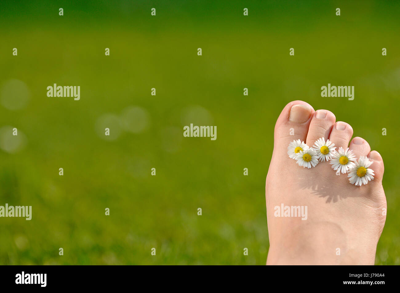 woman legs summer summerly lie lying lies feet toes meadow flower plant ...