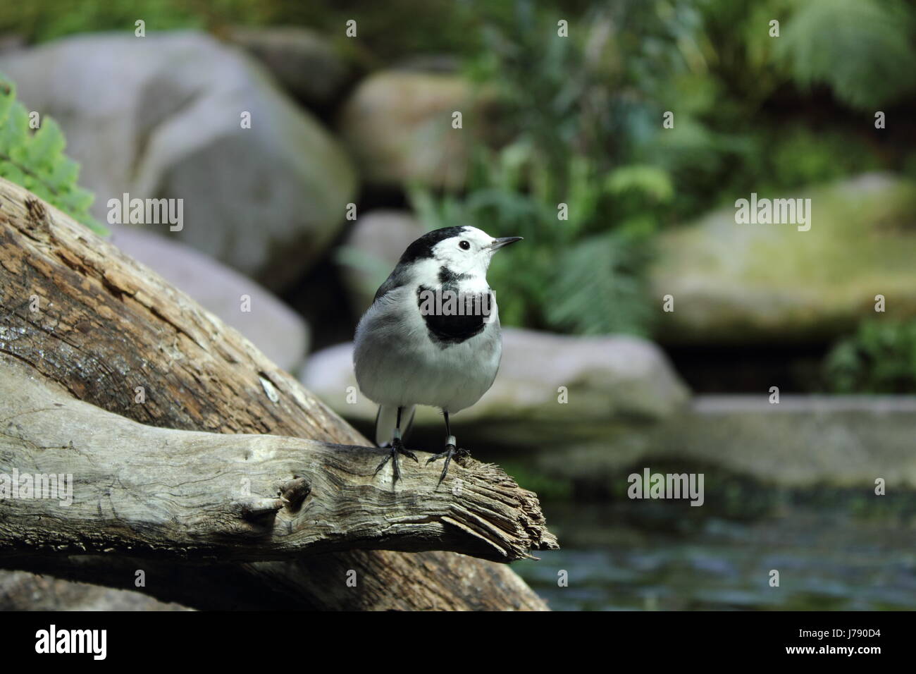 bird birds wagtail bird birds beak feathering wagtail beaks feather fly flies Stock Photo - Alamy