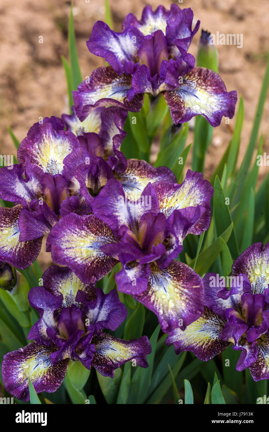 Standard Dwarf Bearded Iris barbata nana Iris 'Transcribe', purple ...