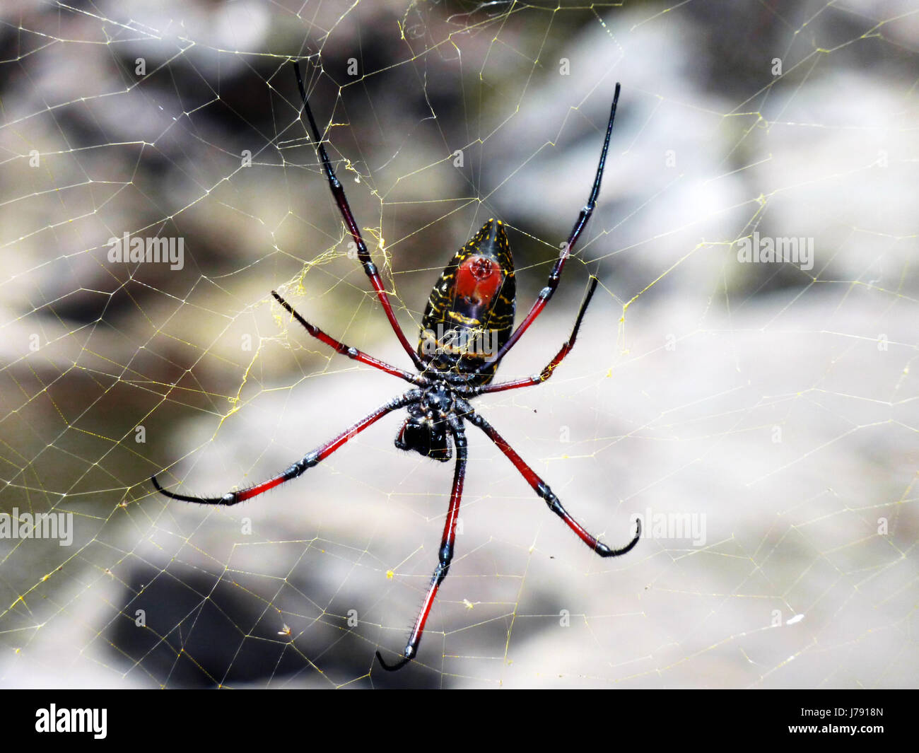 spider poison phobia internet www worldwideweb net web animals spider ...