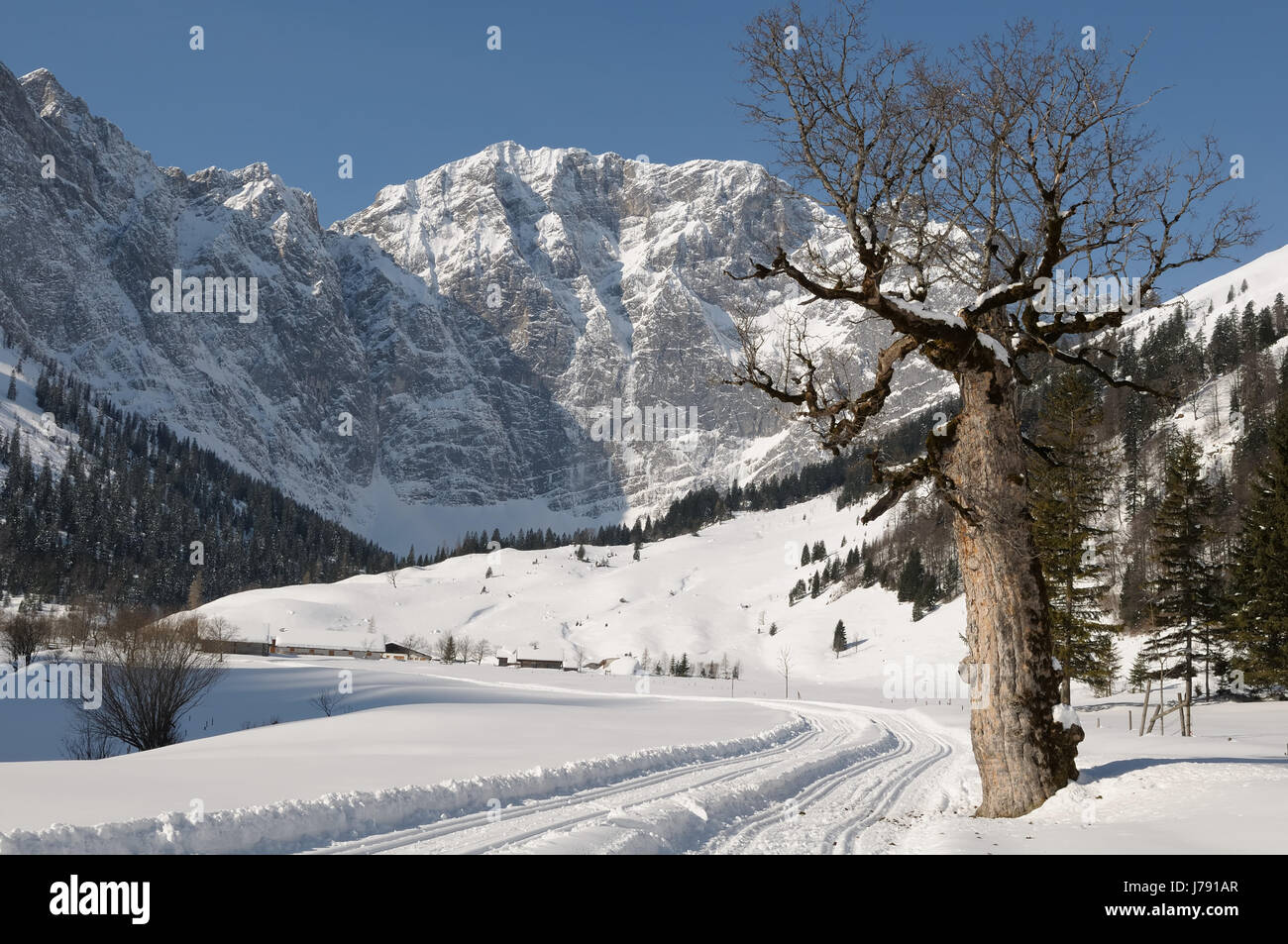 large maple back Stock Photo - Alamy