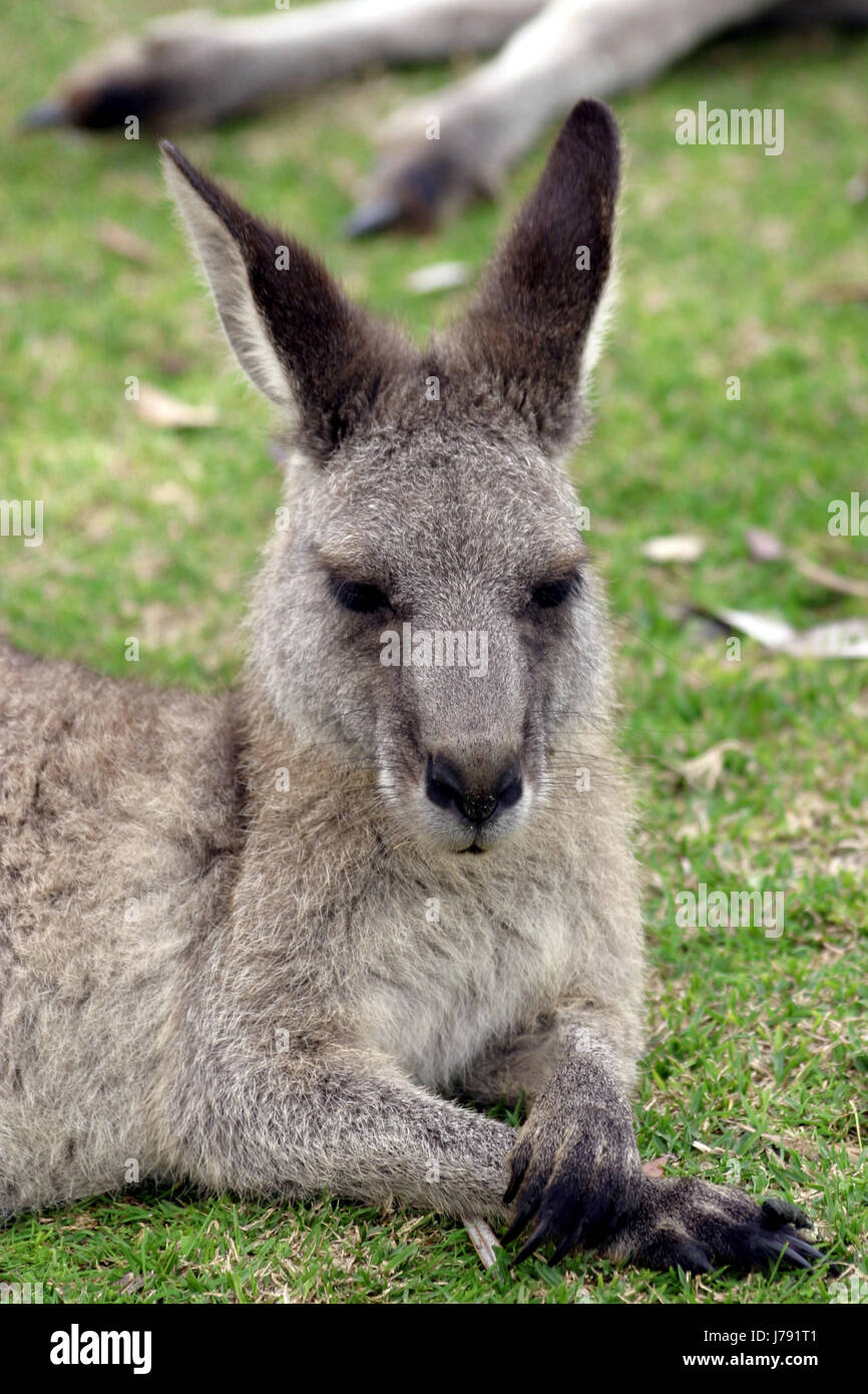 australia wildlife bush kangaroo opossum animal skin australia wildlife ...