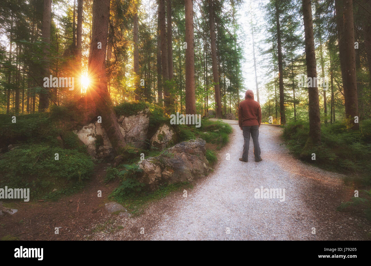 Man standing at the sunny forest path Stock Photo - Alamy