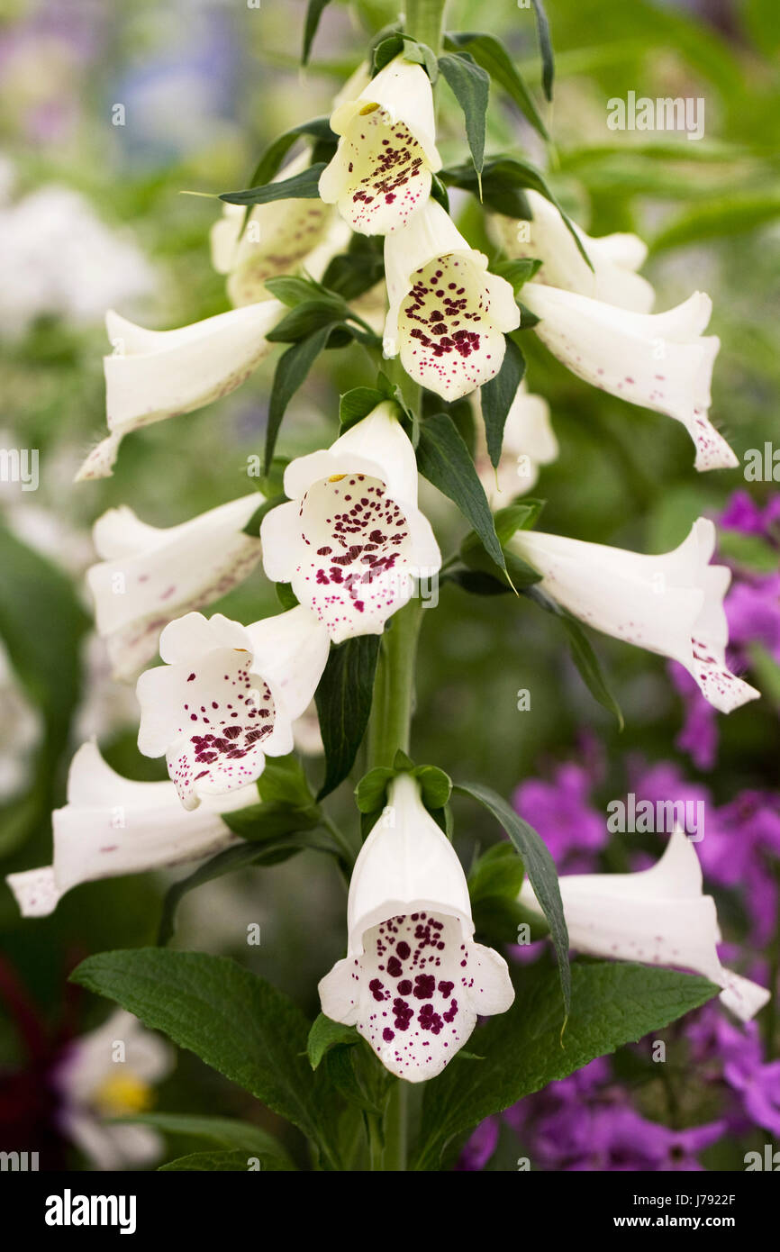 Digitalis dalmation white flowers hi-res stock photography and images ...