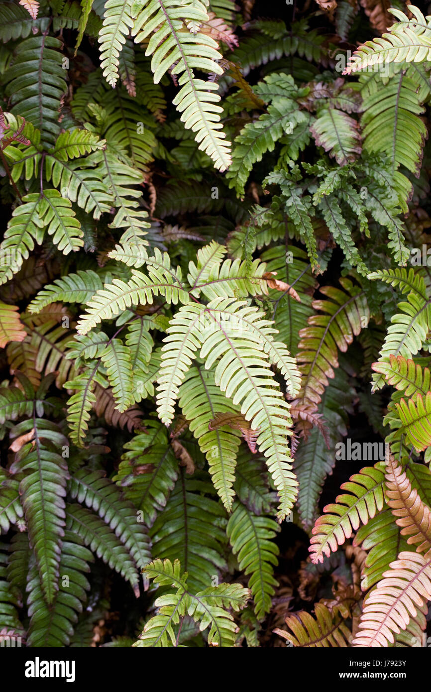 Wall fern gardening hi-res stock photography and images - Alamy