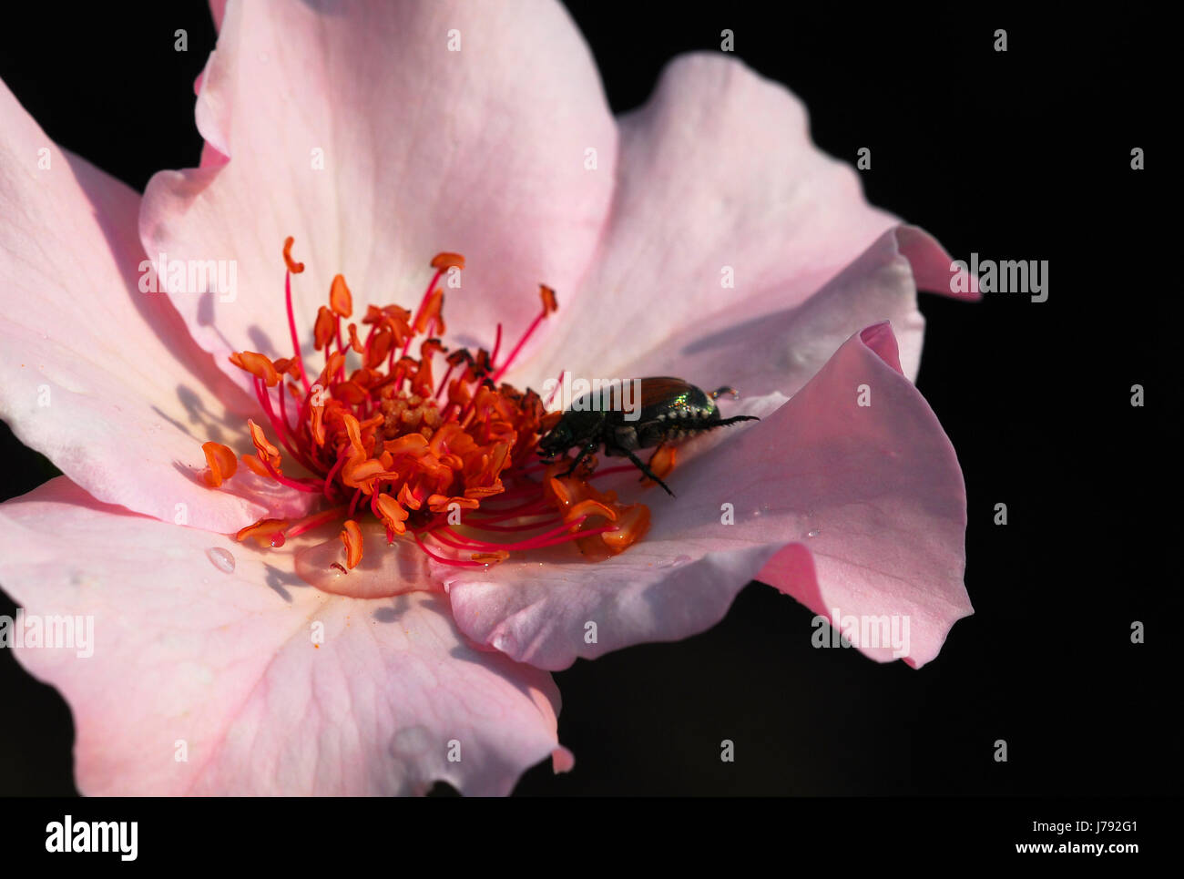 colour garden insect flower plant bug color colorful bright macro close ...