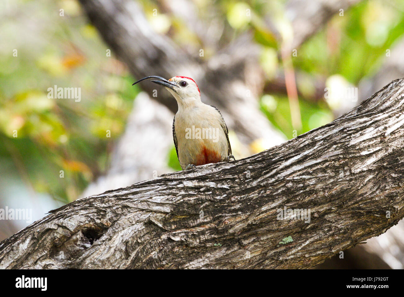 Curved Beak High Resolution Stock Photography and Images - Alamy