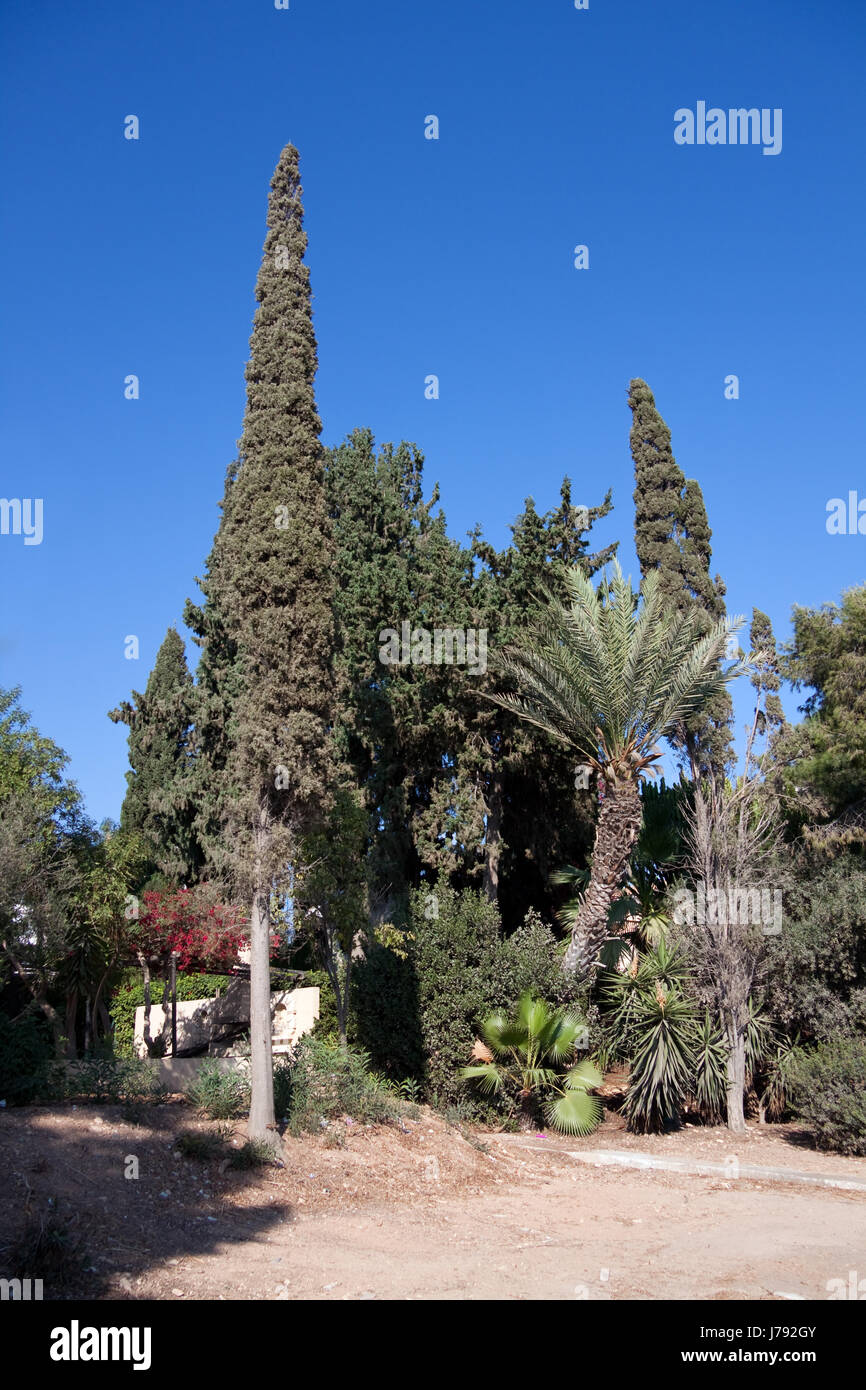 tree park palm tree tropical cypress cyprus salt water sea ocean water ...