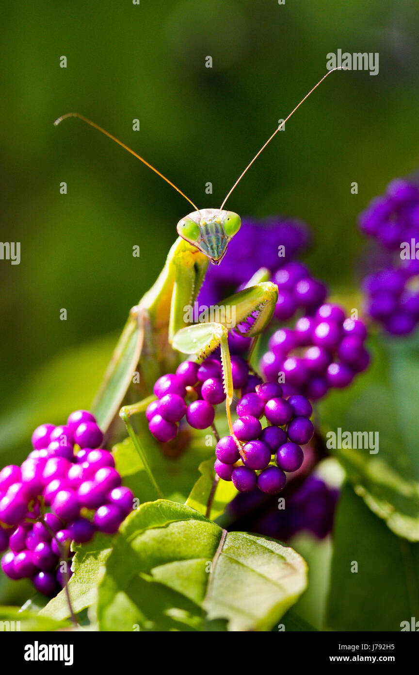 Close up Praying Mantis on Purple Flower looking at camera Stock Photo ...