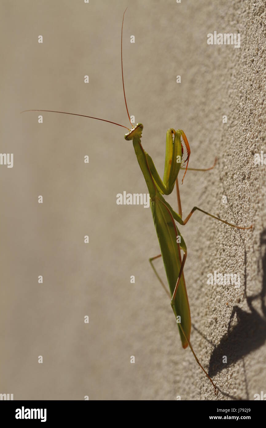Delicate mantis hi-res stock photography and images - Alamy