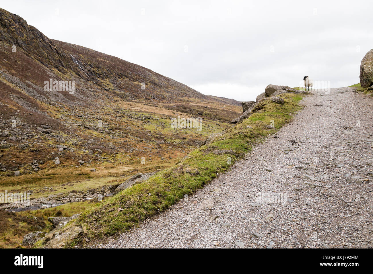 A Lone Sheep walking on a path in Ireland Mountains Stock Photo - Alamy