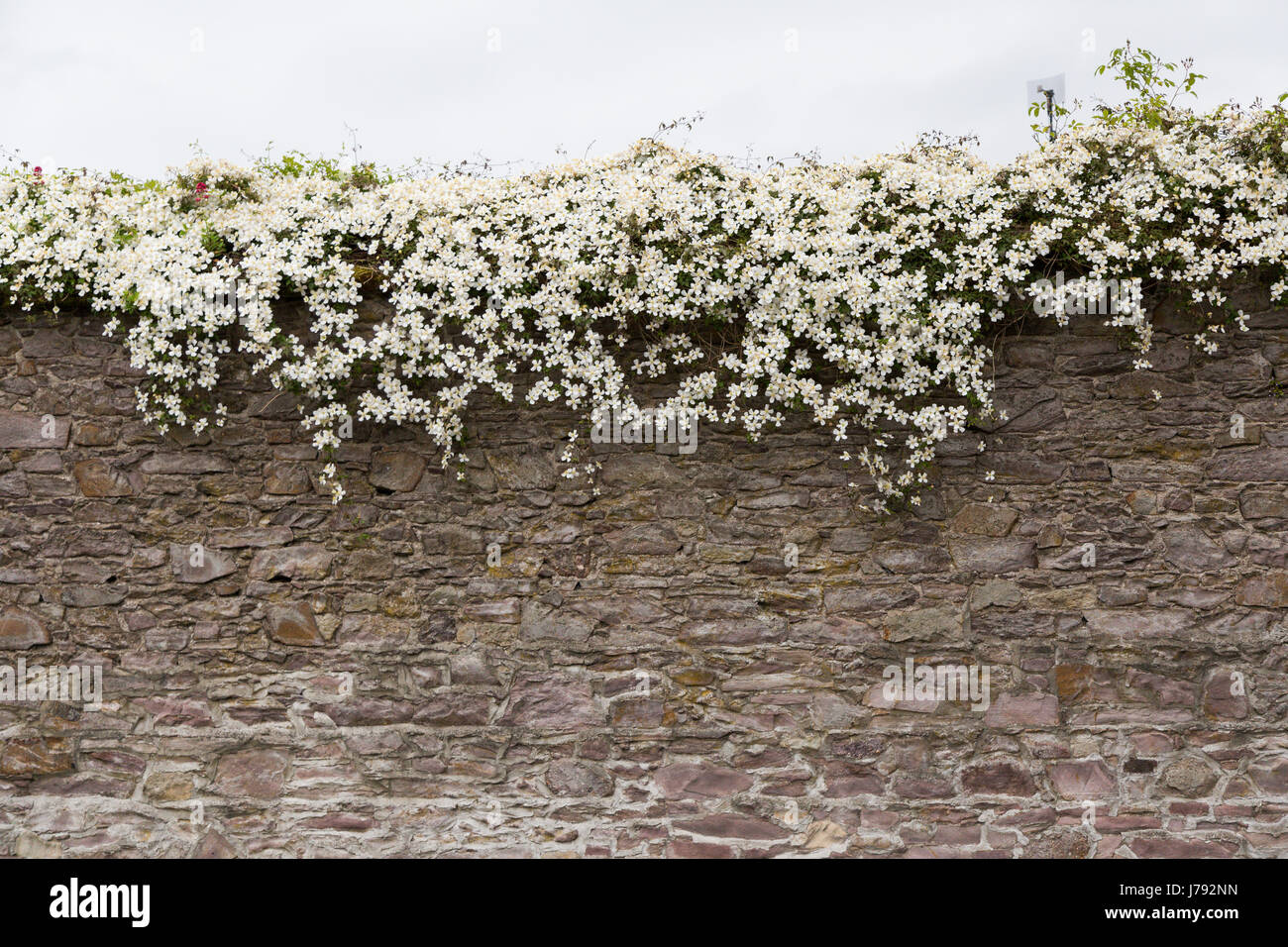 Flowers overgrowing ancient stone wall in ireland in Spring Stock Photo ...