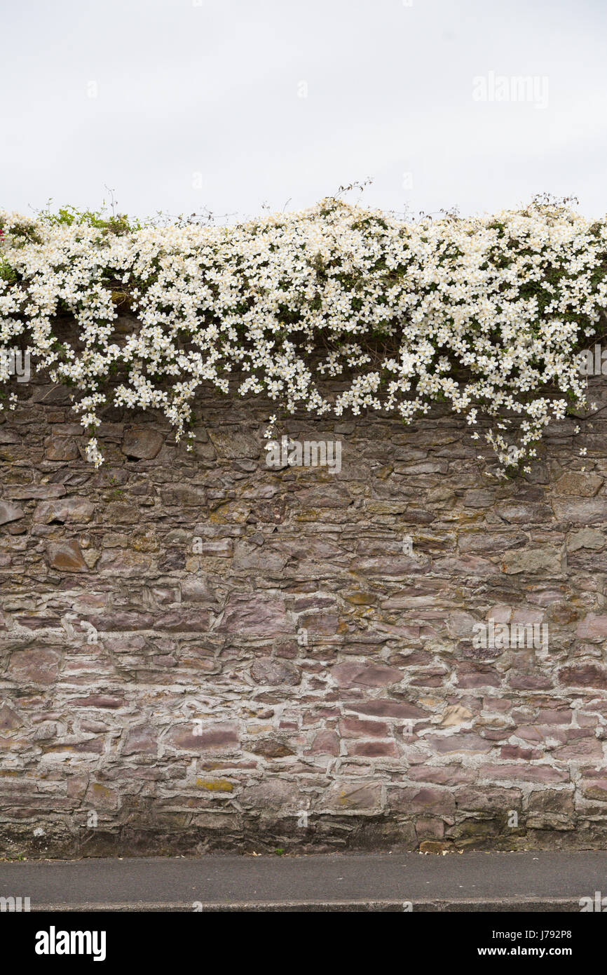 Ancient irish spring hi-res stock photography and images - Alamy