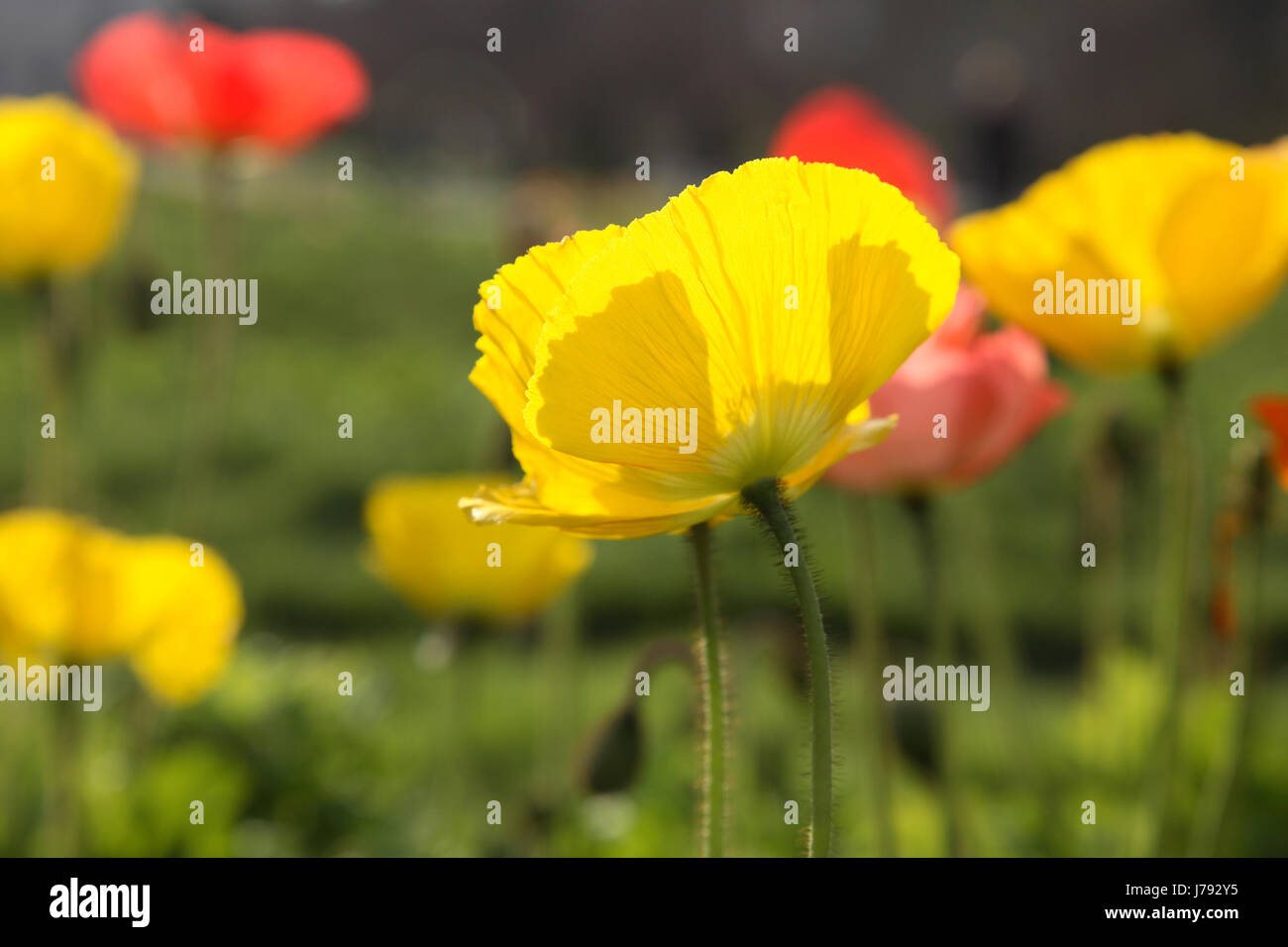 field,plant,yellow poppy flower growth nature environment life spring ...