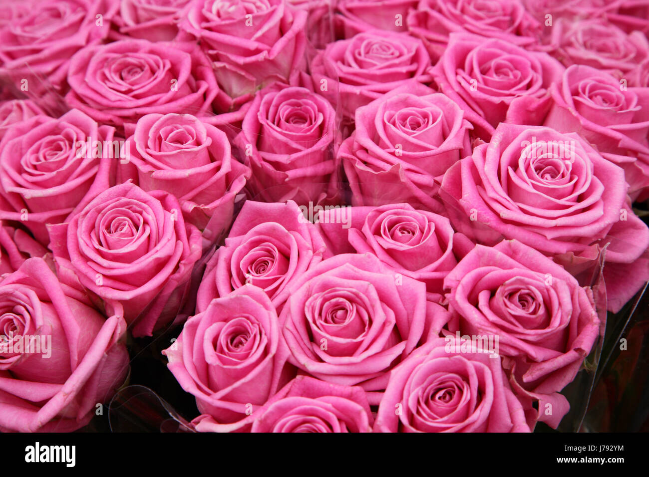 sell shopping buy retail shop shop department store store pink rose ...