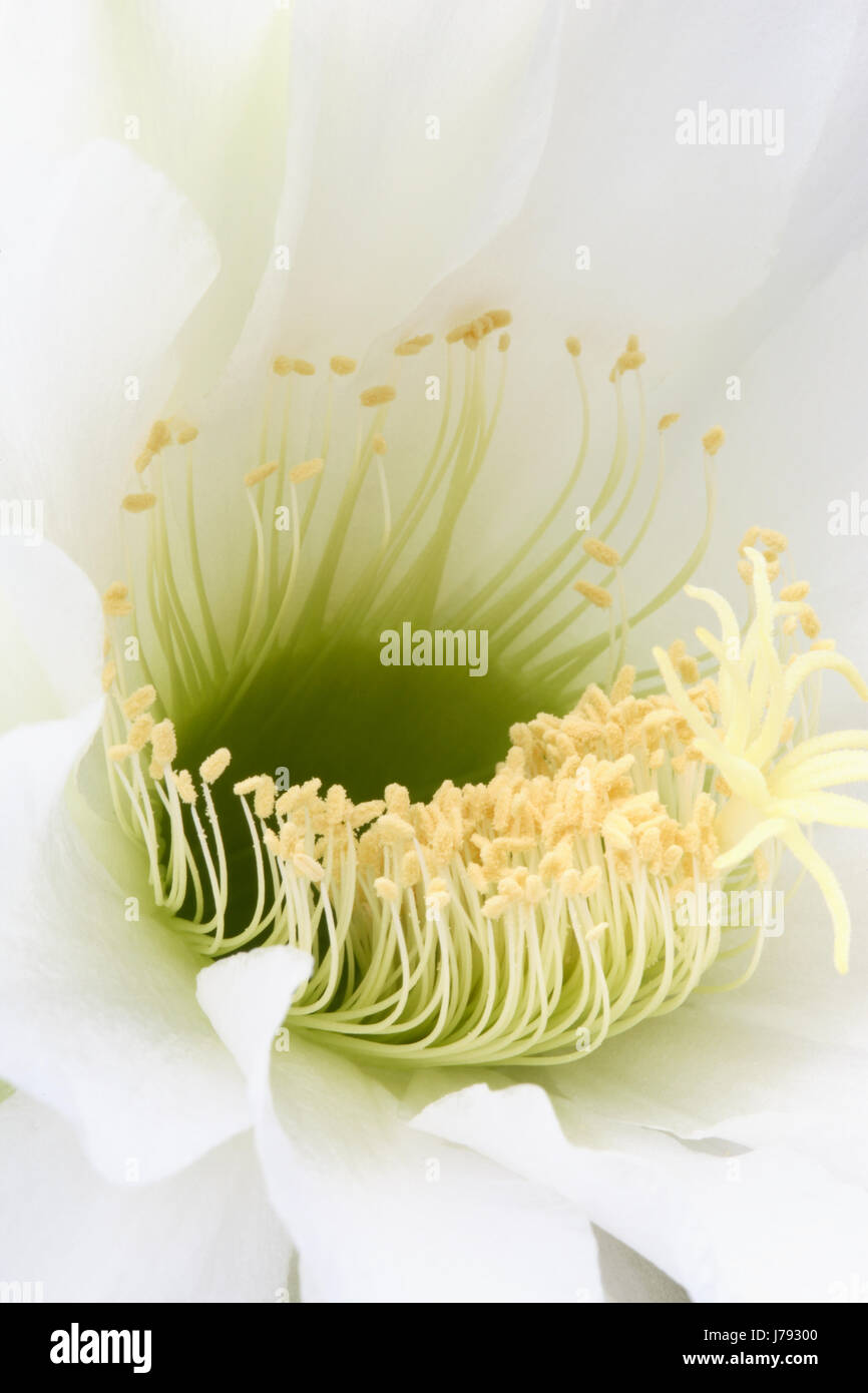 petal,purity,plant,cactus flower life growth white green nature detail ...