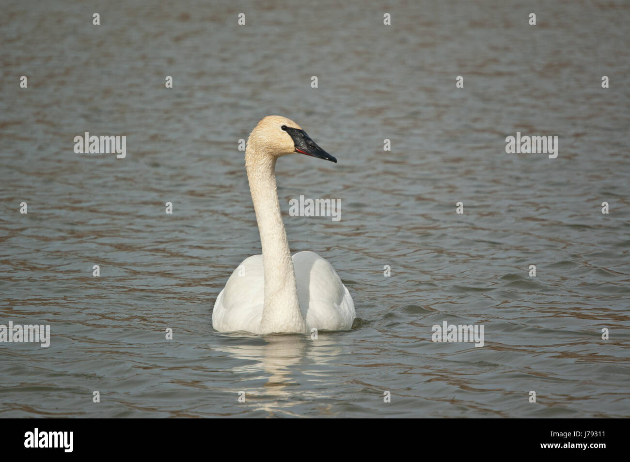 bird swan wildlife swimming swiming swim swims to do the crawl nature ...