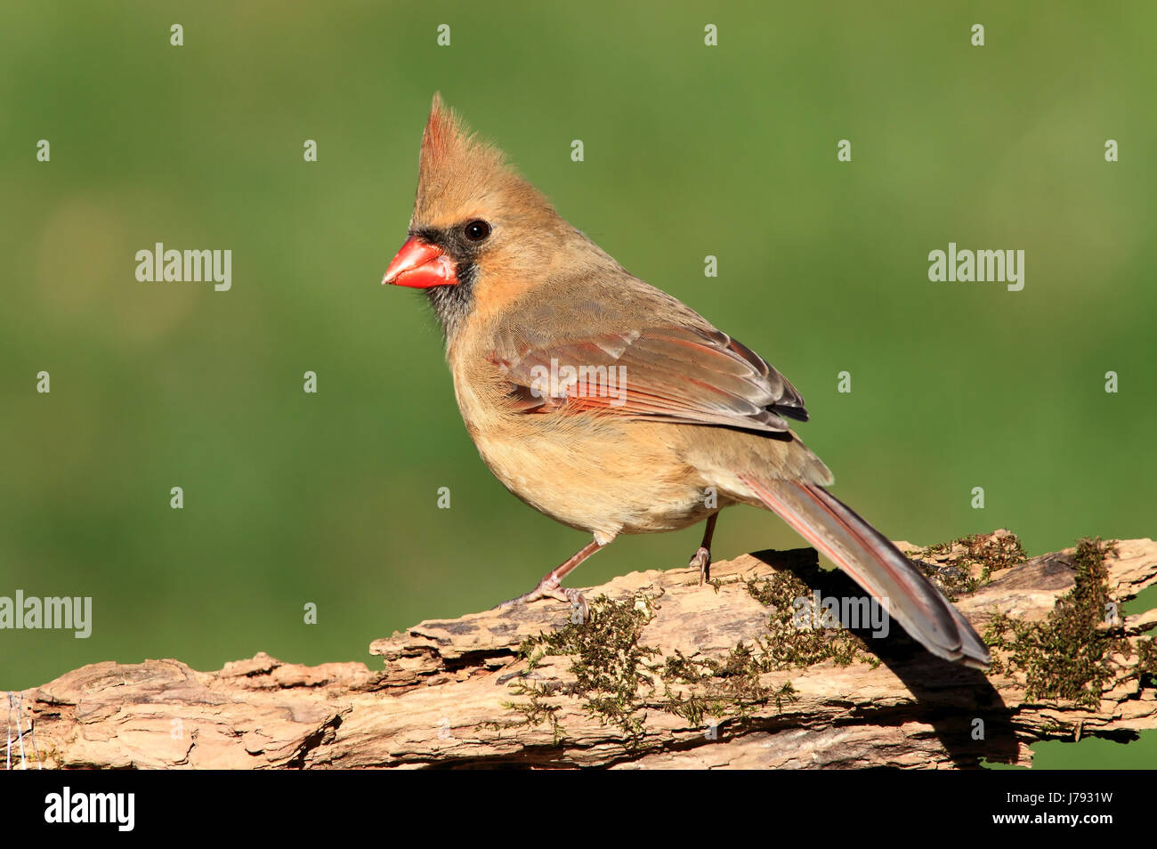 tree wild wildlife moss cardinal nature fall autumn female tree animal ...