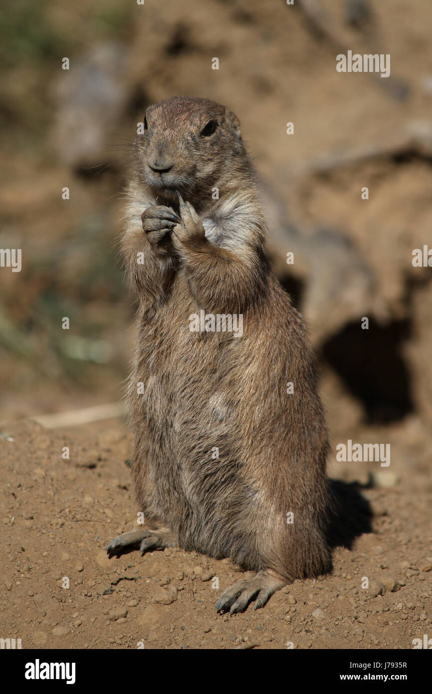 Stinkefinger hi-res stock photography and images - Alamy