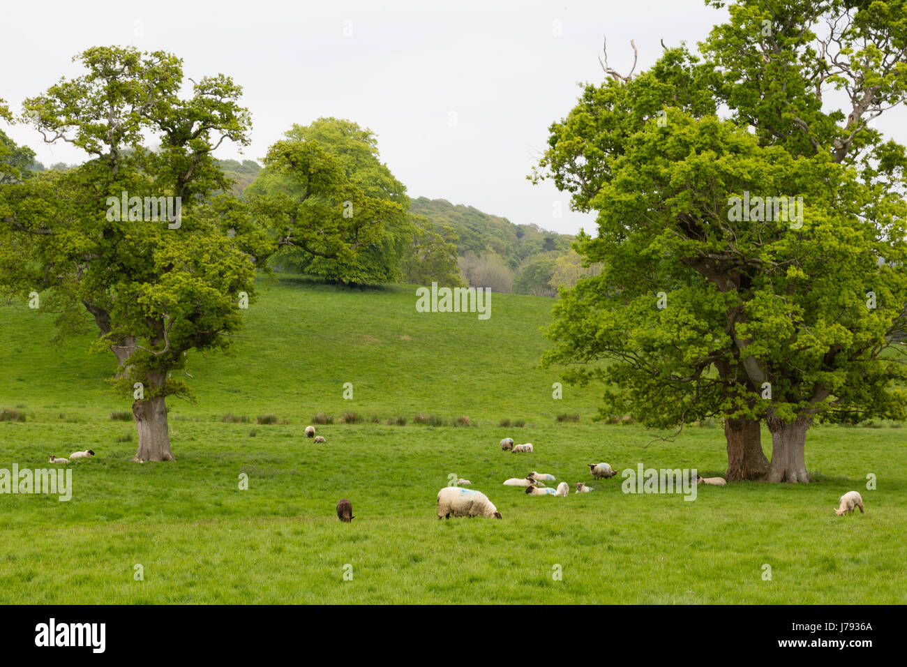 Fluffy sheep hi-res stock photography and images - Alamy