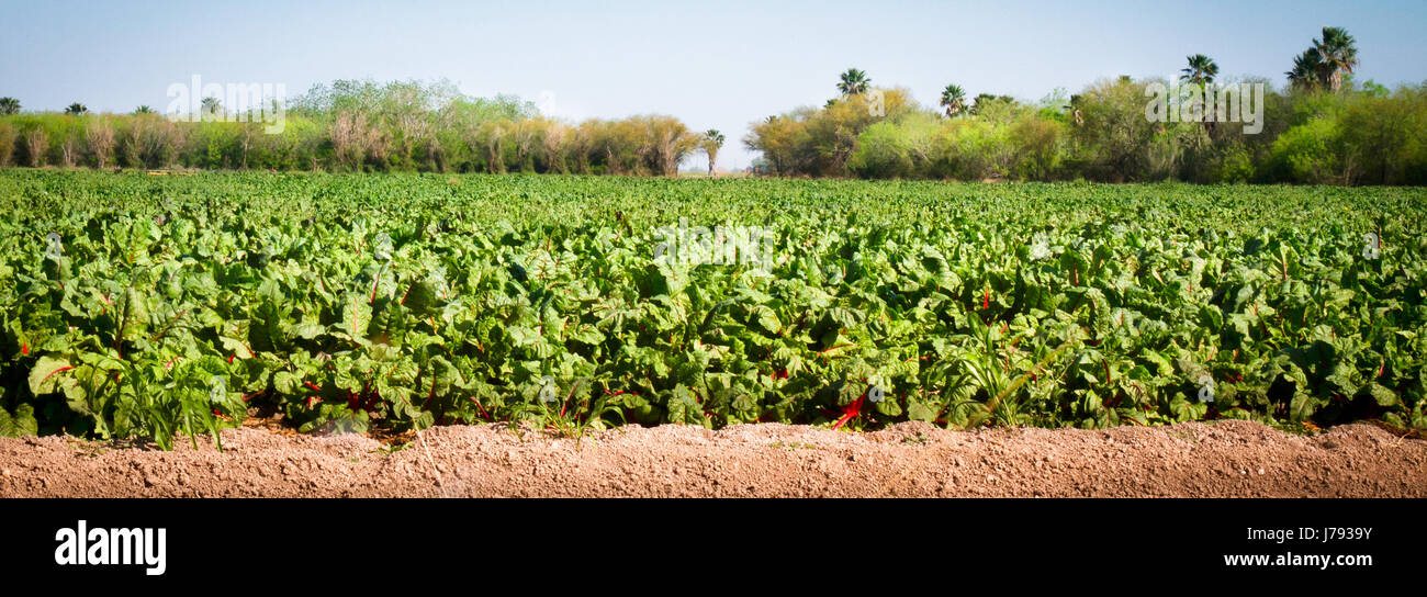 vibrant green food crop growing on an agricultural farm in texas ...