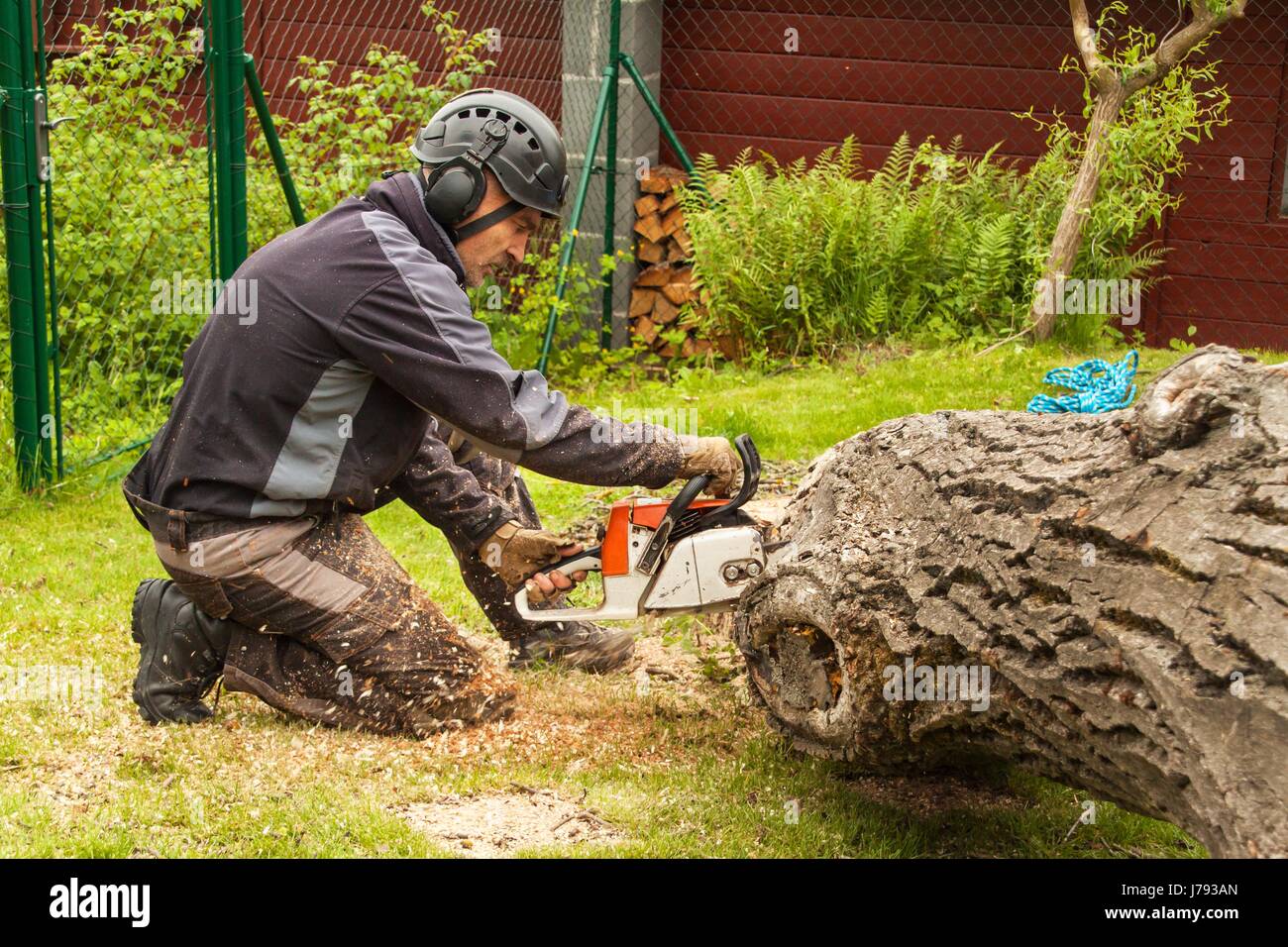 Woodcutter cuts the chain saw. Professional Lumberjack Cutting a big ...