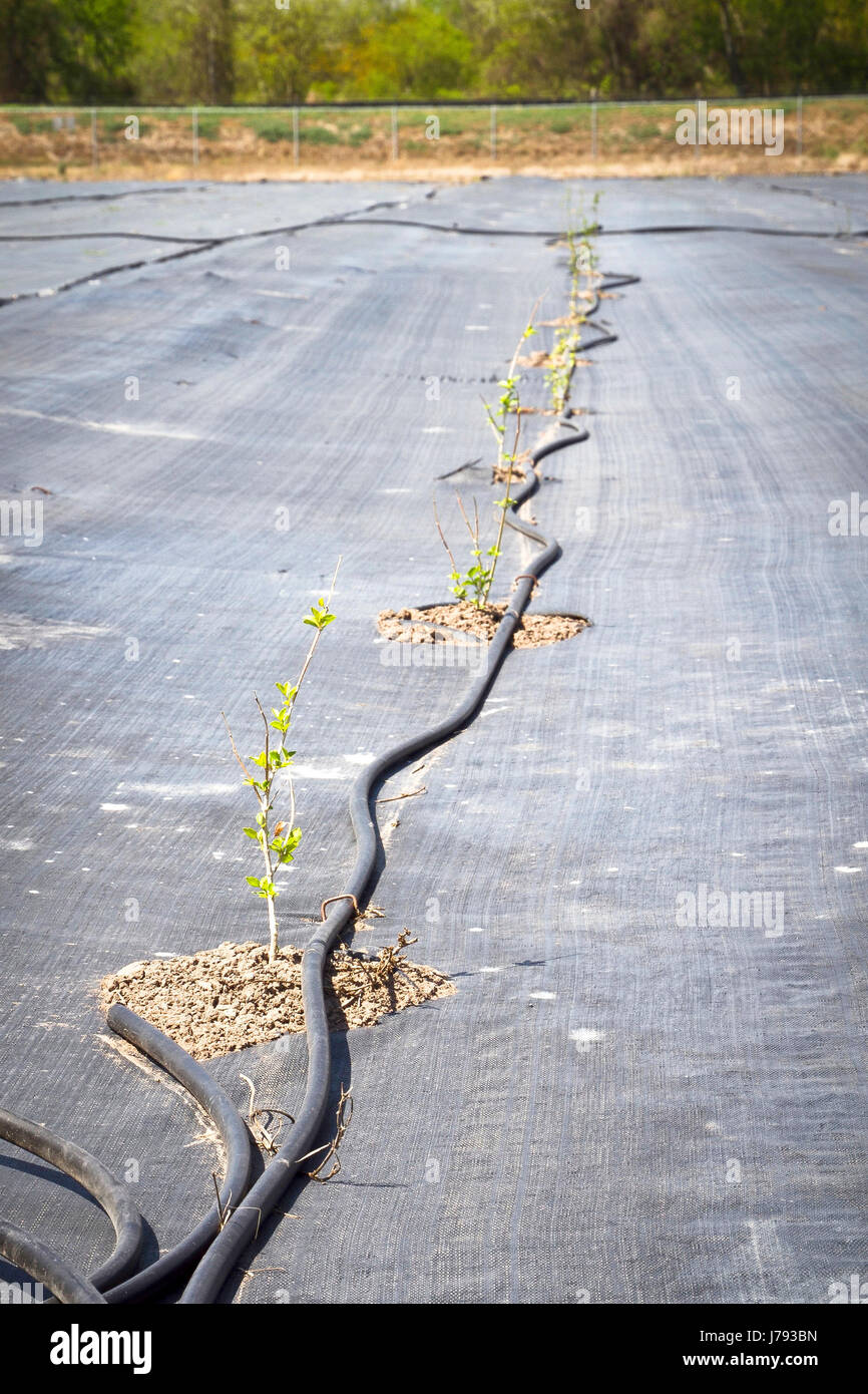 new trees growing in a line at a plant nursery for reforestation. a ...
