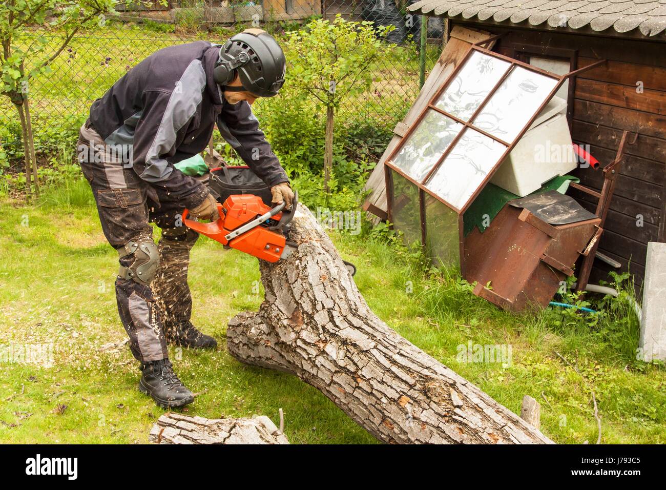 Woodcutter cuts the chain saw. Professional Lumberjack Cutting a big ...