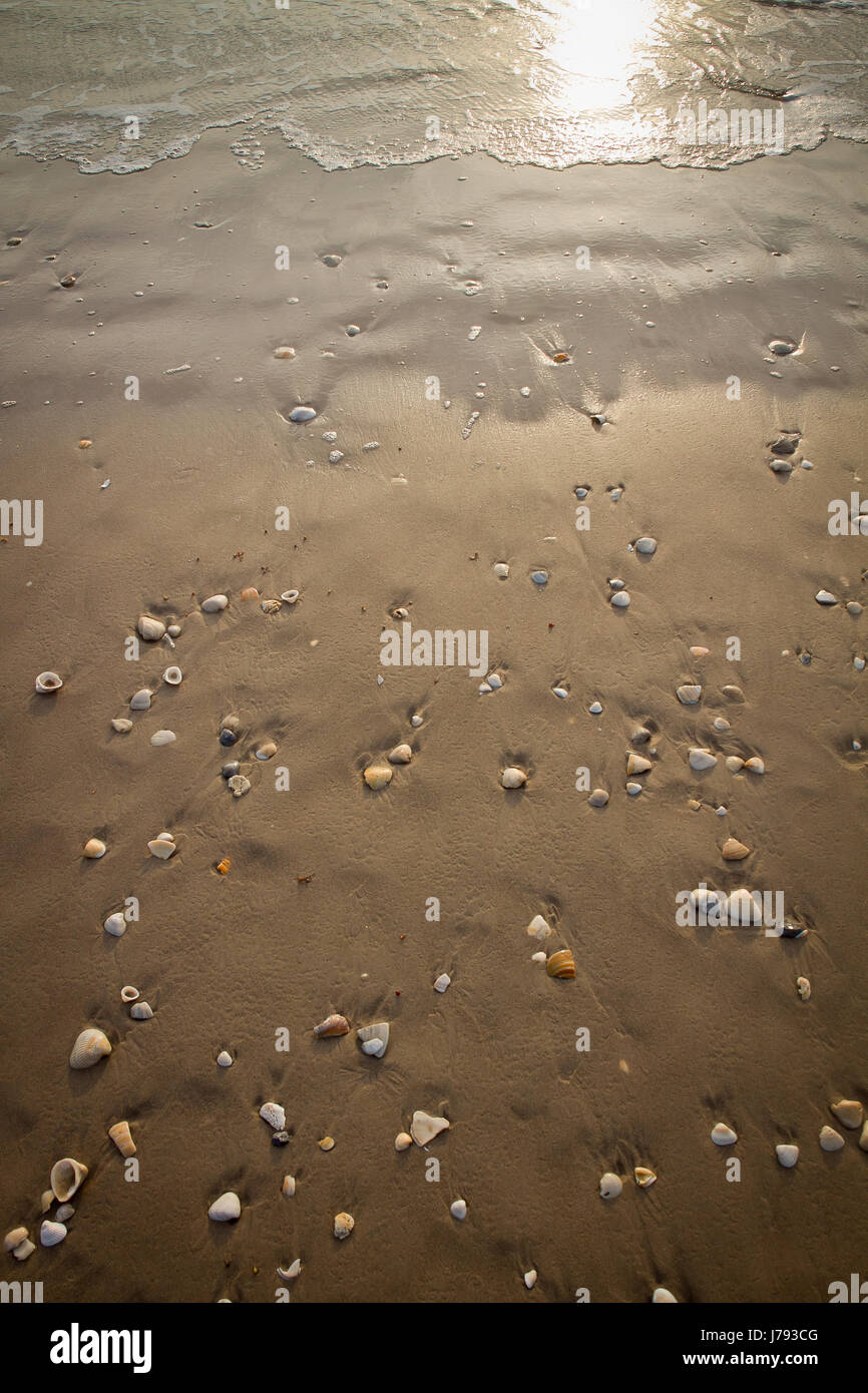many sea shells on a beach at sunrise with a wave in the background ...
