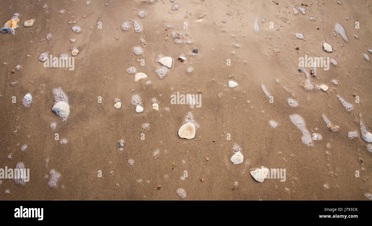 Shells on Beach being gently Washed Over by A Wave, water in motion ...