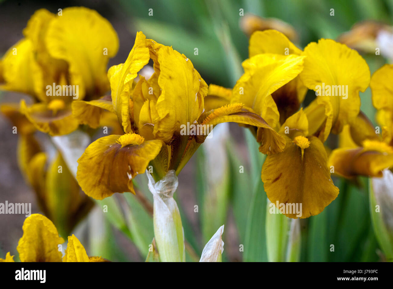 Standard Dwarf Bearded Iris flowers Iris 'Bronze Babe'', Iris flower yellow Stock Photo - Alamy