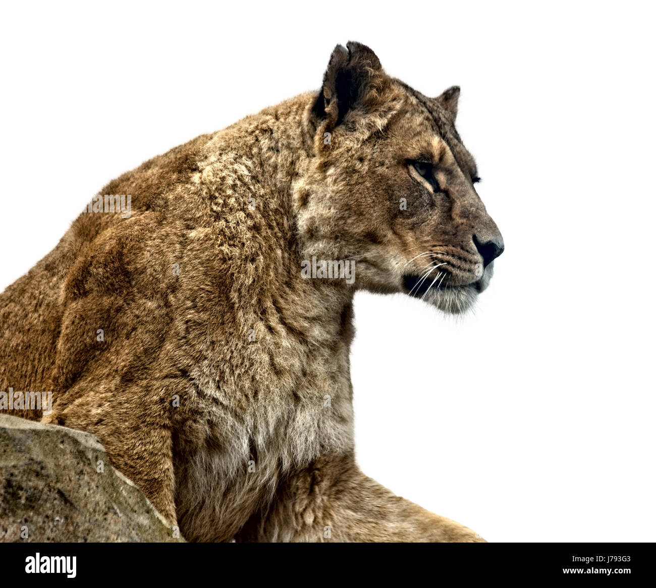 lioness environment enviroment animal mammal wild africa male masculine ...