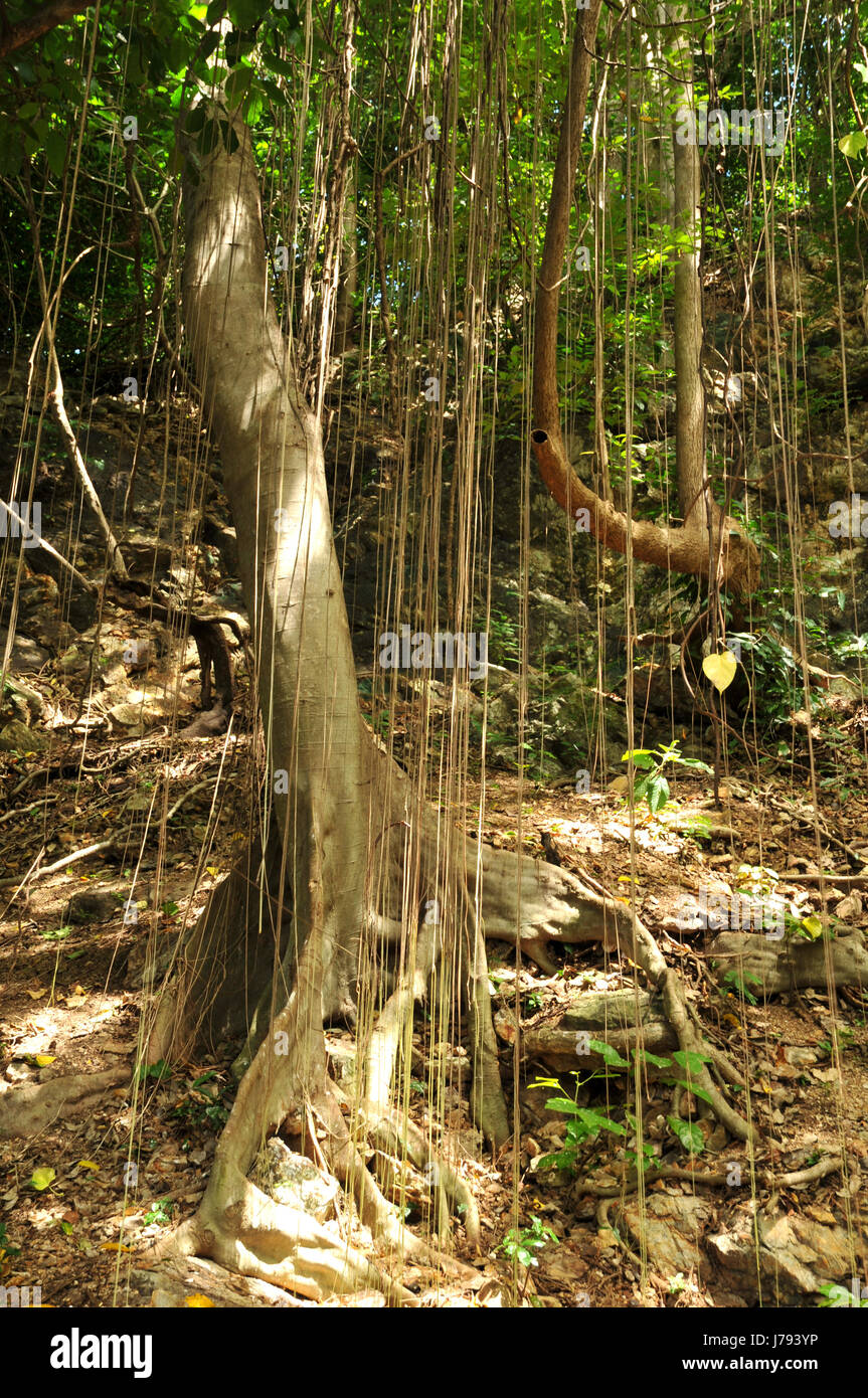 tree with aerial roots Stock Photo - Alamy