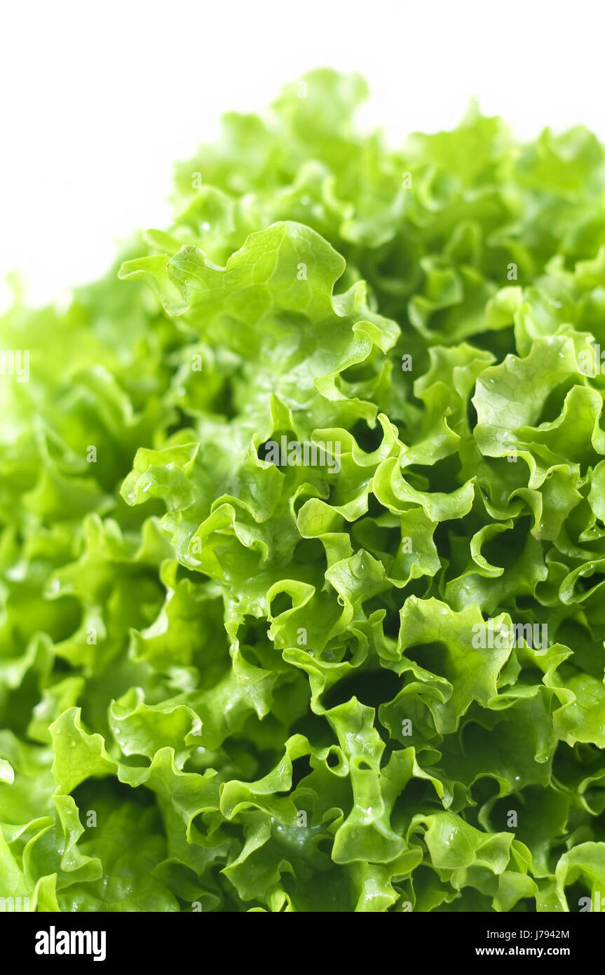 close isolated vegetable vegetarian lettuce organic salad backdrop ...