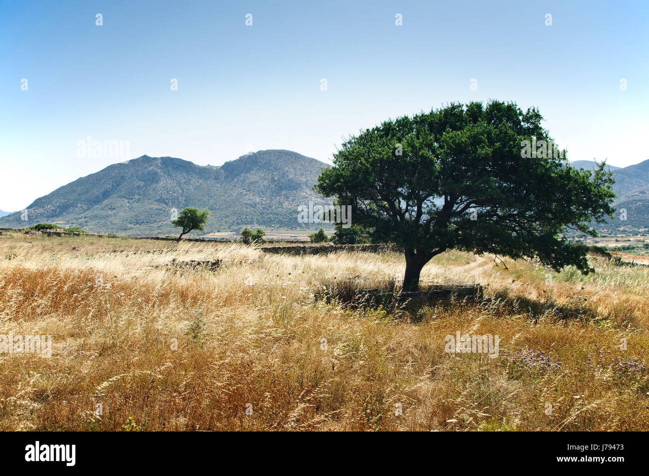beautiful beauteously nice field europe greek heat day during the day ...