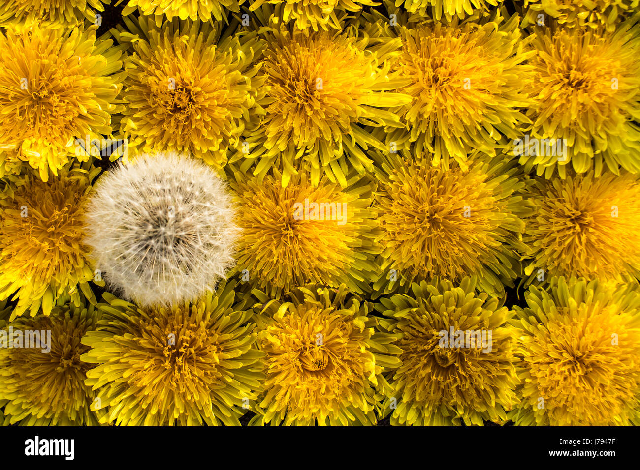 Natural bright and colorful yellow and white dandelions texture ...