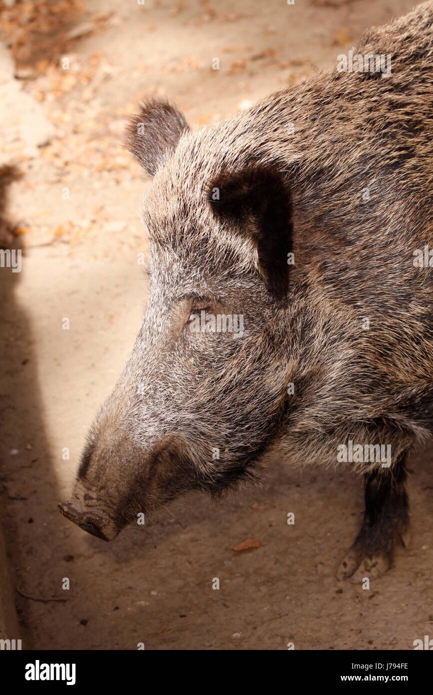boar in closeup Stock Photo - Alamy