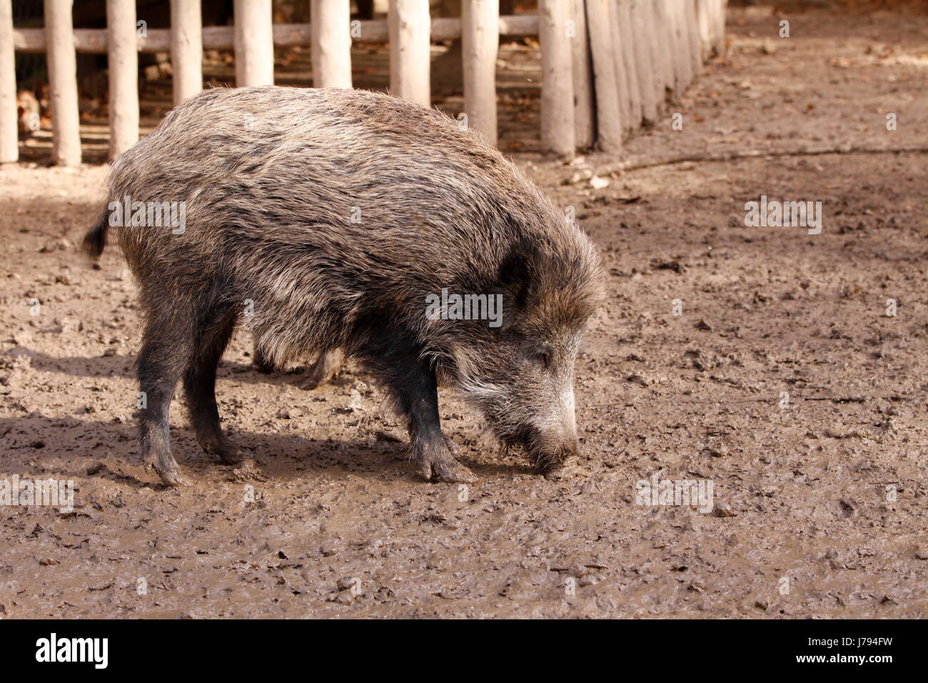boar in closeup Stock Photo - Alamy