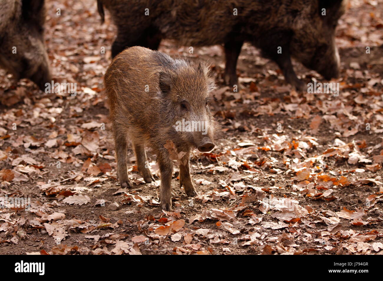 boar in closeup Stock Photo - Alamy