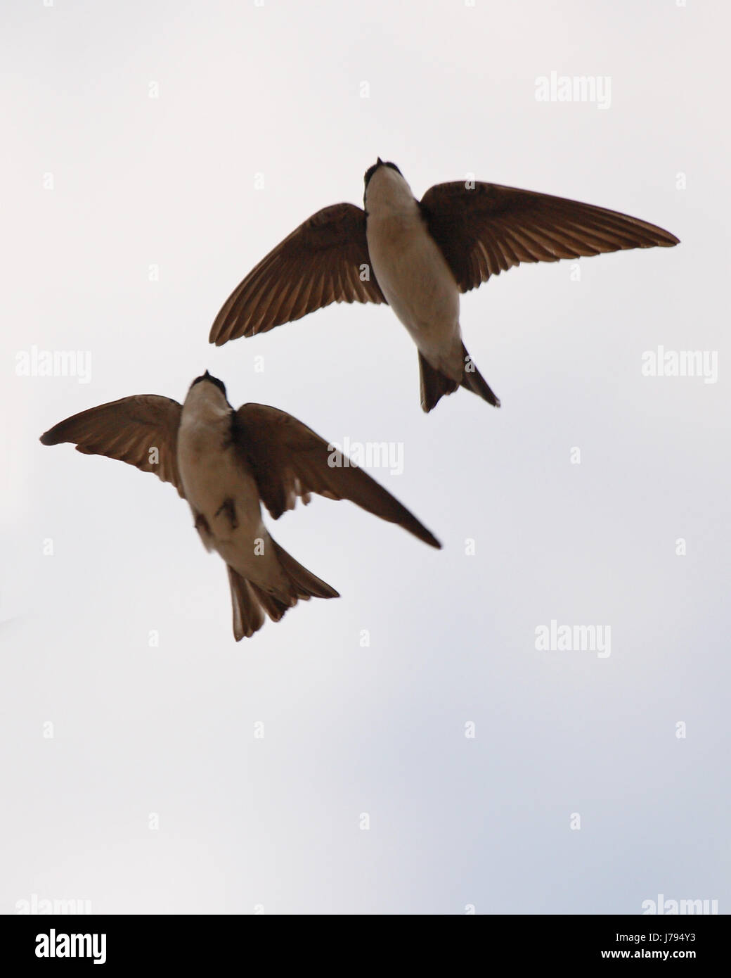 A pair of Tree Swallows flying close in parallel flight Stock Photo - Alamy