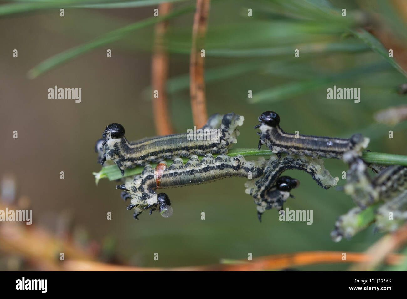 Larvae or caterpillars of the European pine sawfly (Neodiprion sertifer ...
