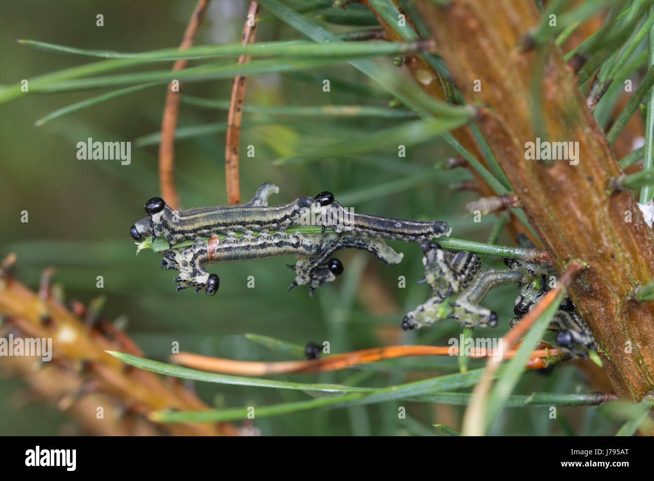 Larvae or caterpillars of the European pine sawfly (Neodiprion sertifer ...